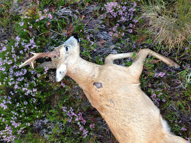 270WSM wounding bear